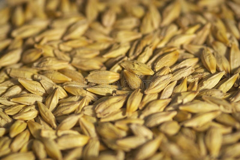 Wheat seeds stock photo. Image of macro, nutrition, grain - 1392462