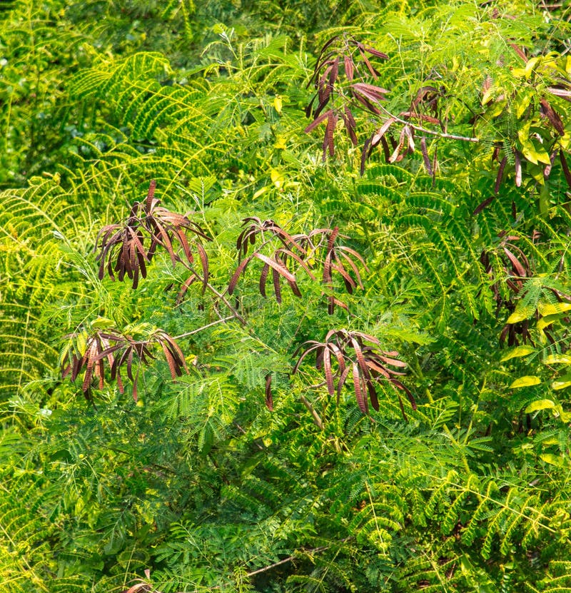 Seeds on an acacia tree stock photo. Image of white - 319366700