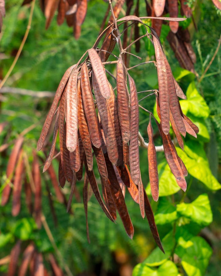 Seeds on an acacia tree stock image. Image of seed, garden - 321550195