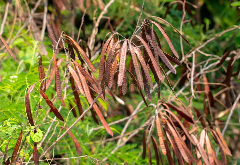 Seeds on an acacia tree stock photo. Image of tamarind - 321640918