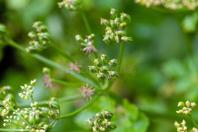 Seeds of an Alexander Plant, Smyrnium Olusatrum Stock Image - Image of ...
