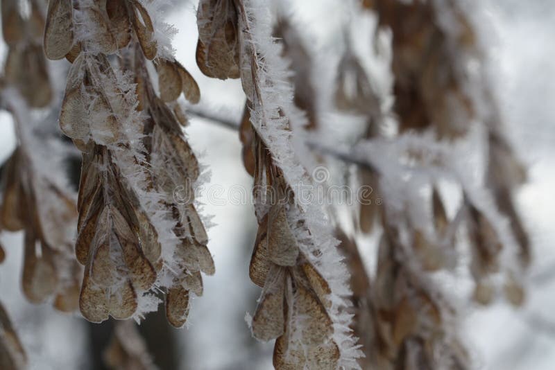 The Seeds of Ash in the Snow Stock Photo - Image of covered, beauty ...