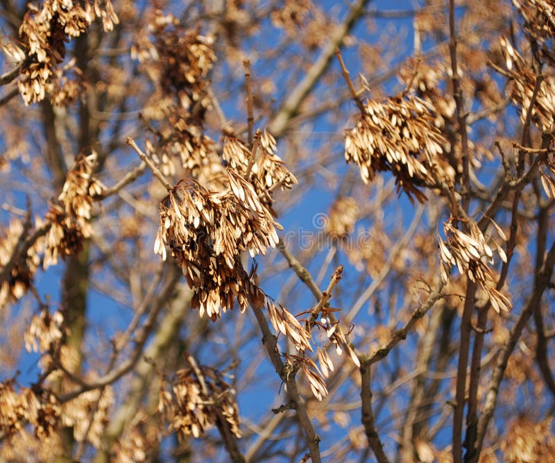 Seeds of Ash Tree Hanging on Twigs with Blue Sky. in Square Stock Image ...