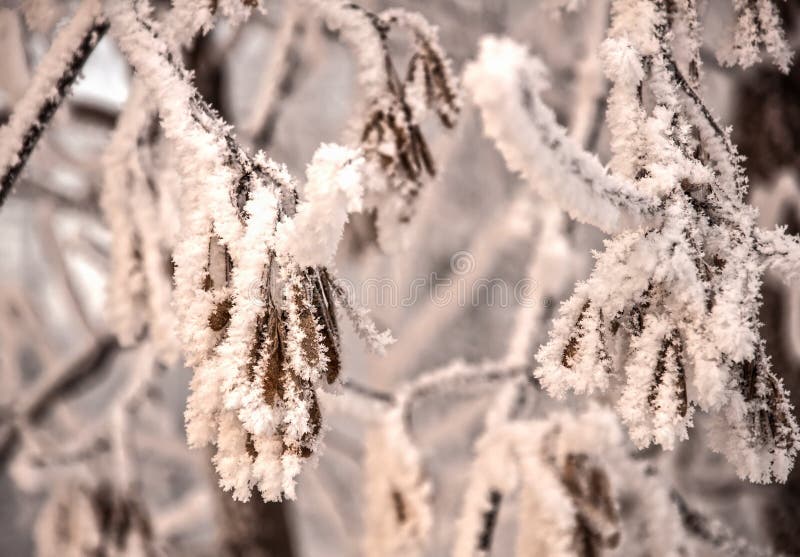 The Seeds of Ash Trees in Frost. Stock Image - Image of white, outdoors ...