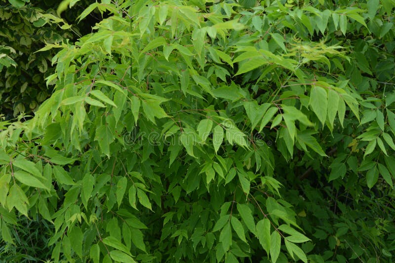 Seeds of Ashleaf Maple, Acer Negundo,maple Ash Twig with Green Leaves ...