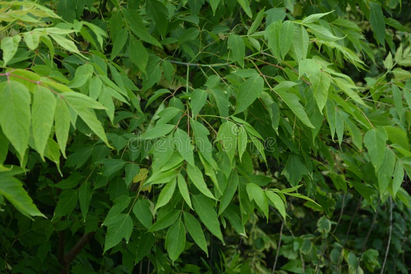 Seeds of Ashleaf Maple, Acer Negundo,maple Ash Twig with Green Leaves ...