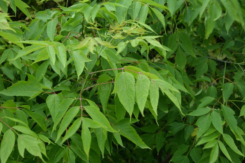 Seeds of Ashleaf Maple, Acer Negundo,maple Ash Twig with Green Leaves ...