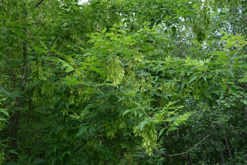 Seeds of Ashleaf Maple, Acer Negundo,maple Ash Twig with Green Leaves ...