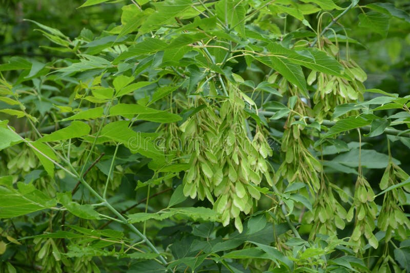 Seeds of Ashleaf Maple, Acer Negundo,maple Ash Twig with Green Leaves ...