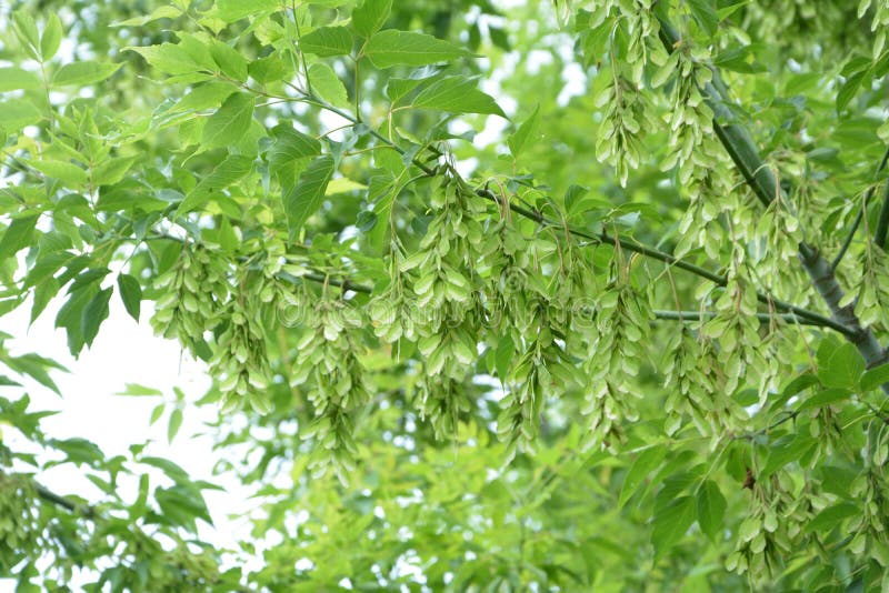 Seeds of Ashleaf Maple, Acer Negundo,maple Ash Twig with Green Leaves ...