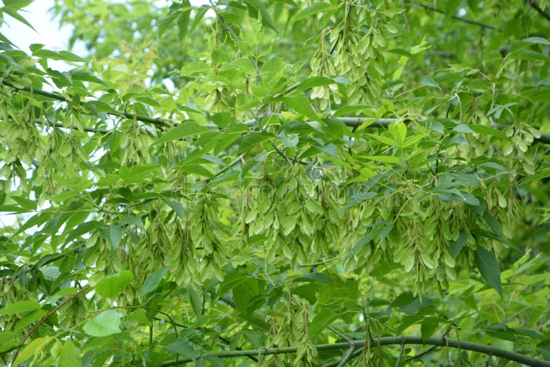 Seeds of Ashleaf Maple, Acer Negundo,maple Ash Twig with Green Leaves ...