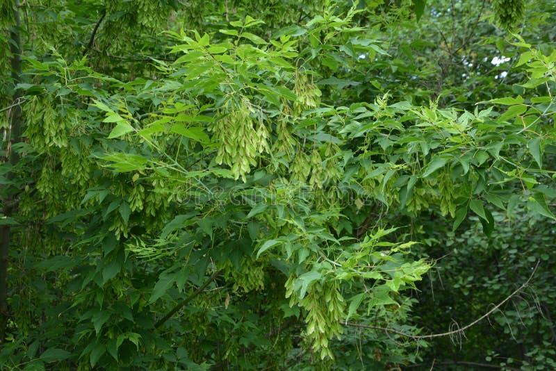 Seeds of Ashleaf Maple, Acer Negundo,maple Ash Twig with Green Leaves ...