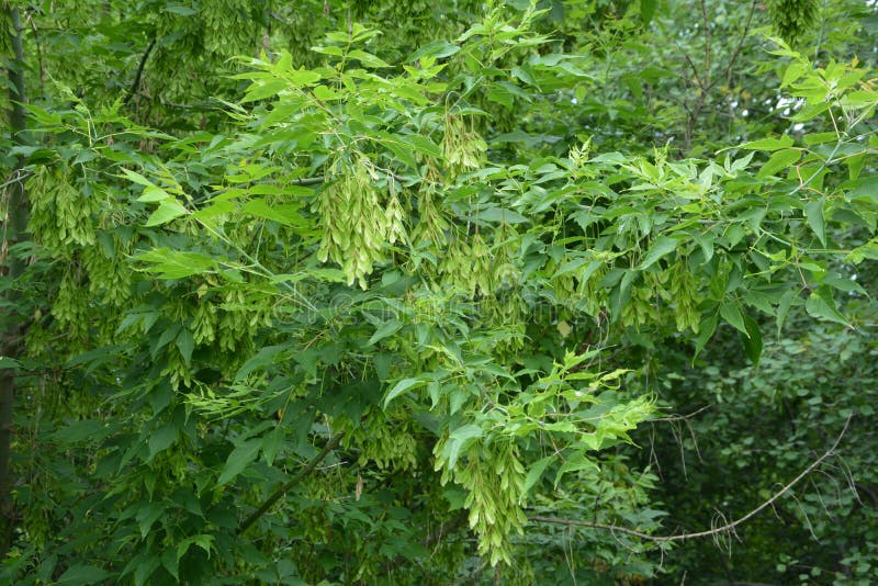 Seeds of Ashleaf Maple, Acer Negundo,maple Ash Twig with Green Leaves ...