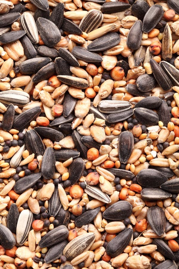 Seeds stock photo. Image of vertical, seed, wheat, cereal - 32357042