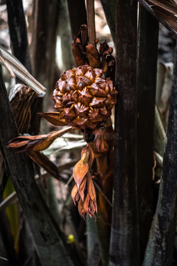 Attap Palm stock photo. Image of changi, attap, seeds - 189015002