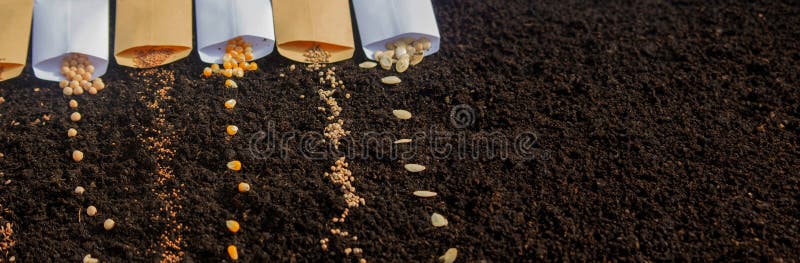 Seeds in Bags on the Ground. Preparation for Spring Planting Stock ...