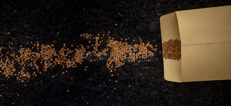 Seeds in Bags on the Ground. Preparation for Spring Planting Stock ...