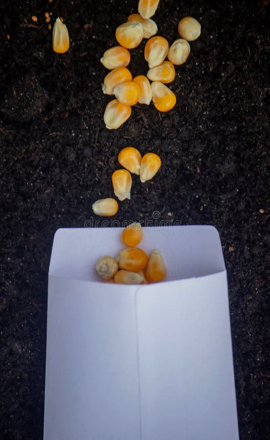 Seeds in Bags on the Ground. Preparation for Spring Planting Stock ...