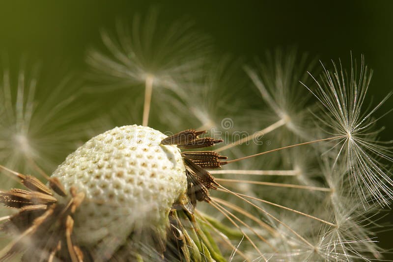 Seeds on blossoming flower stock photo. Image of plant - 14235886