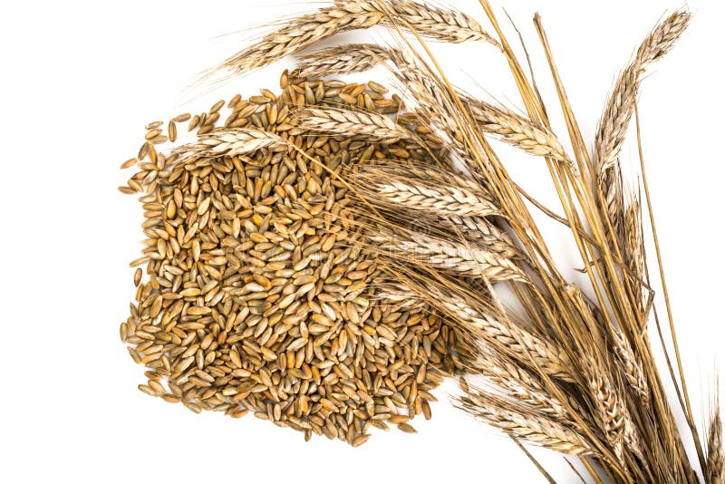 Seeds of Cereal Crops on White Background Stock Image - Image of farm ...