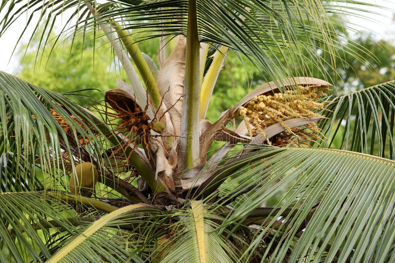 Seeds of a Coconut Palm Tree Stock Photo - Image of coconut, lanka ...