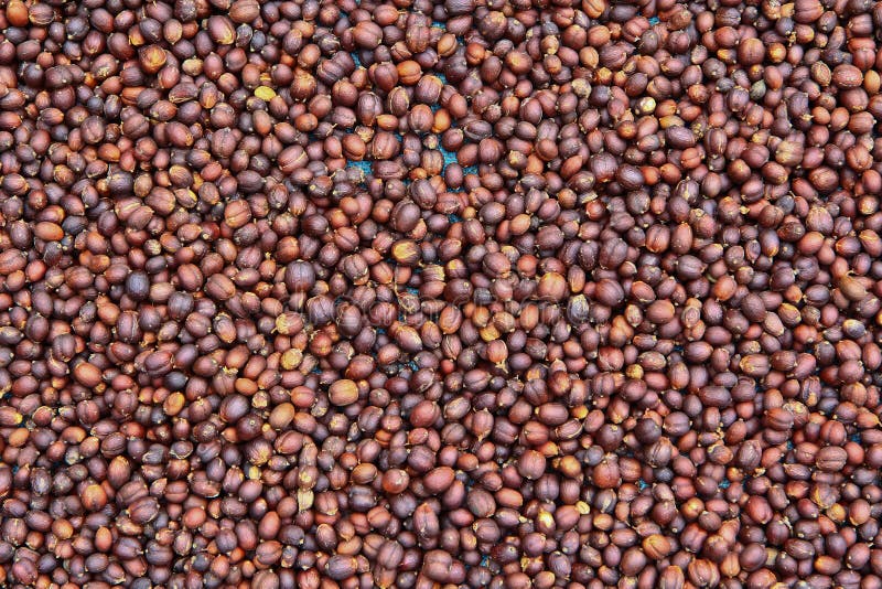 Seeds of the coffee plant stock image. Image of heap - 31471905