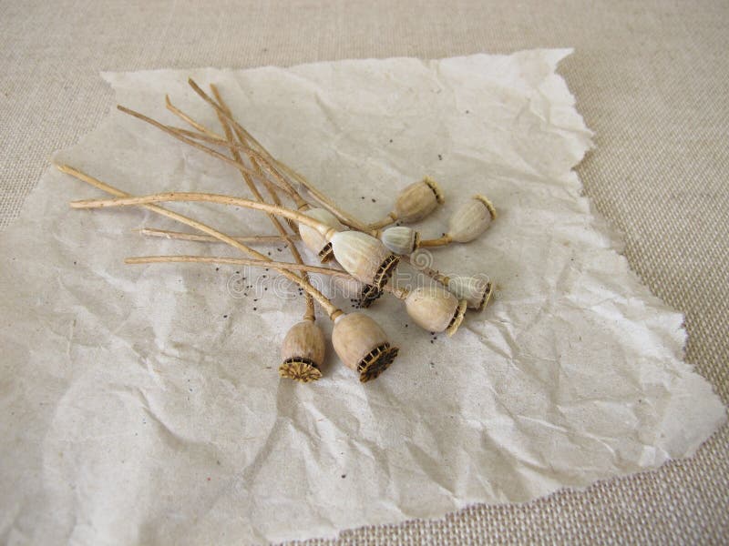 Seeds from common poppy stock photo. Image of garden - 300261492