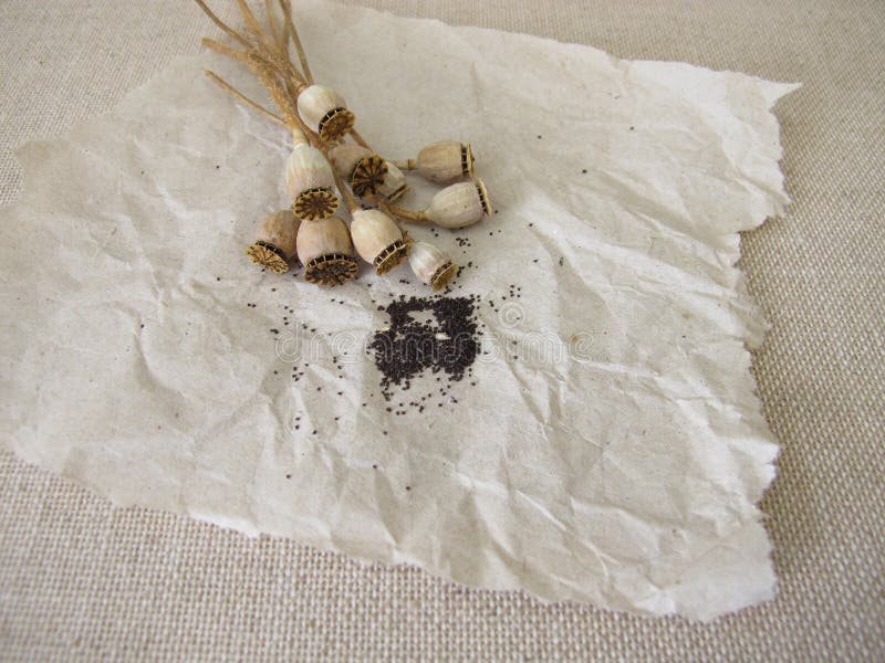 Seeds from common poppy stock photo. Image of seed, flower - 300261504