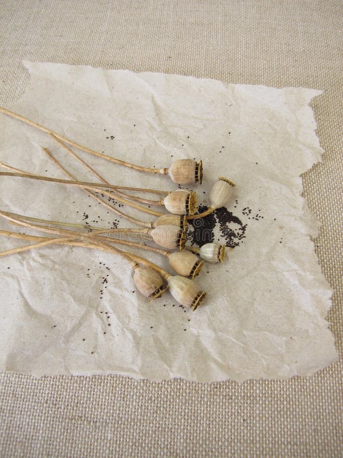 Seeds from common poppy stock image. Image of plant - 300261523