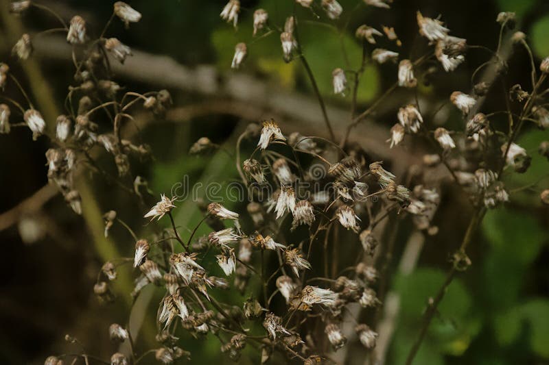 Seeds of Common Ragwort - Jacobea Vulgaris Vulgaris, Syn. Senecio ...