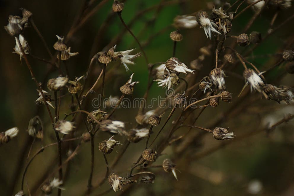 Seeds of Common Ragwort - Jacobea Vulgaris Vulgaris, Syn. Senecio ...