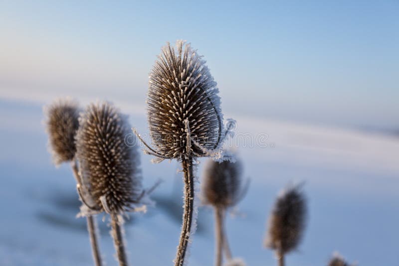 Seeds Covered with Snow Along a Frozen Lake Stock Photo - Image of ...