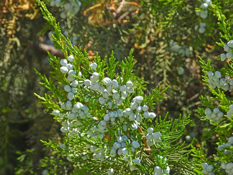 Cupressus Funebris Stock Photos - Free & Royalty-Free Stock Photos from ...