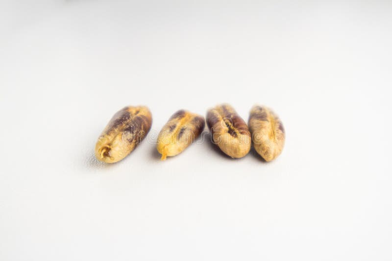 Seeds of Date Palm Isolated on White Background. Used for Dates Trees ...