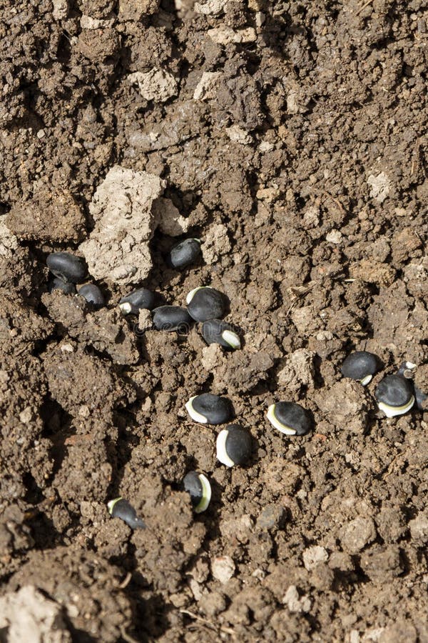 Seeds of decorative beans stock photo. Image of growth - 91091000