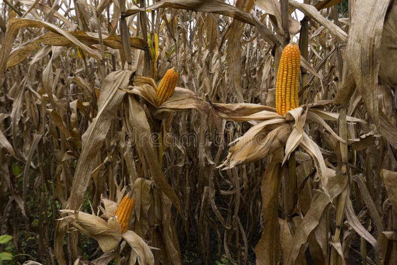 Seeds of Dried Corn on the Tree Stock Photo - Image of harvest, space ...