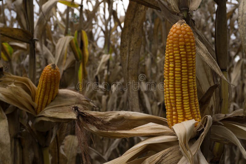 Seeds of Dried Corn on the Tree Stock Image - Image of copy, dried ...