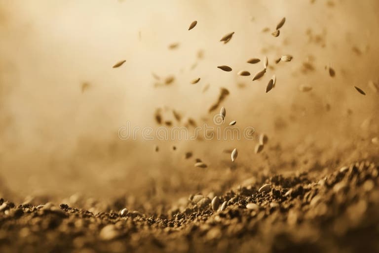 Seeds Falling on Soil in Motion Captured with Artistic Depth and Warm ...