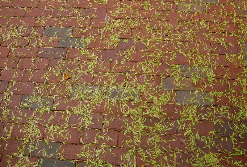 Falling seeds stock photo. Image of greenhouse, freshness - 53092842