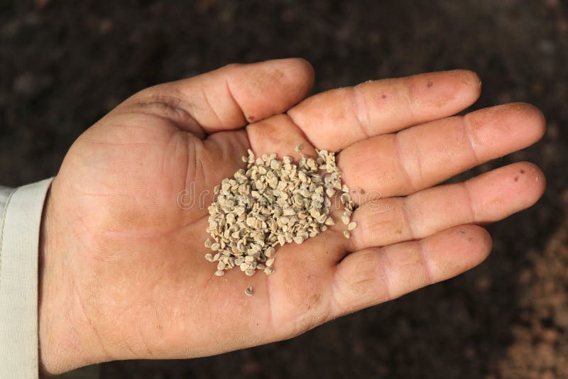 Seeds Farming Techniques and Agricultural Techniques Stock Image ...
