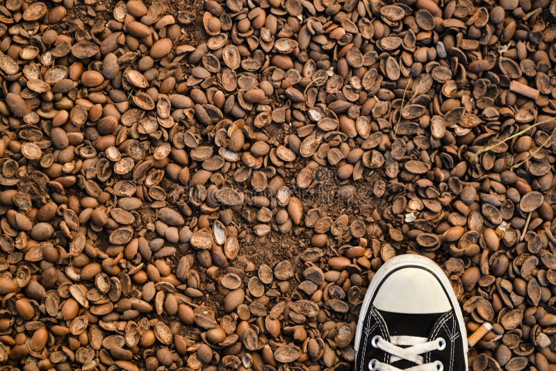 Seeds stock photo. Image of sneaker, colours, shoes, floor - 63849104