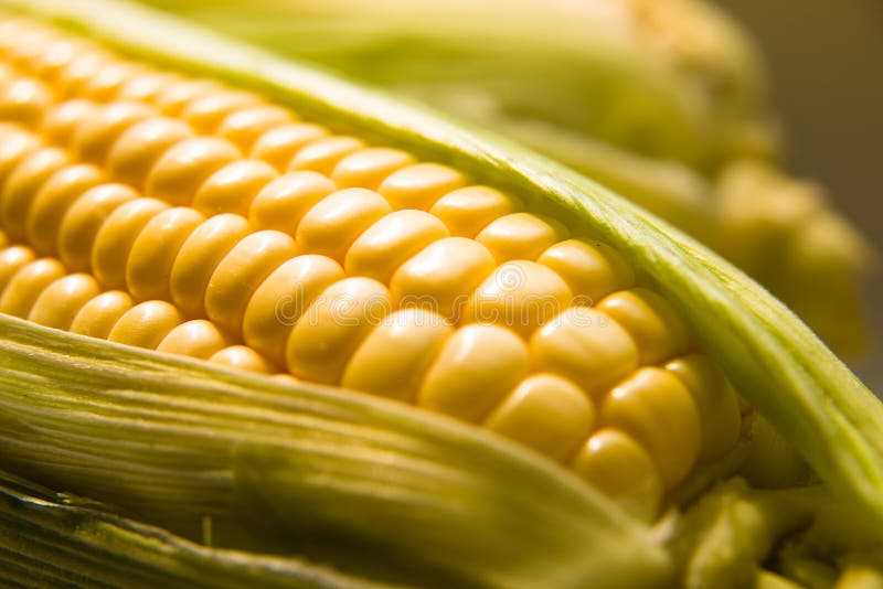 The Seeds Fruit of the Corn Closeup. Stock Image - Image of commodity ...