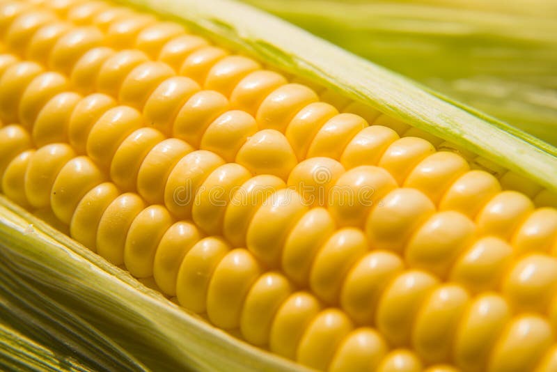 The Seeds Fruit of the Corn Closeup. Stock Image - Image of vegetables ...