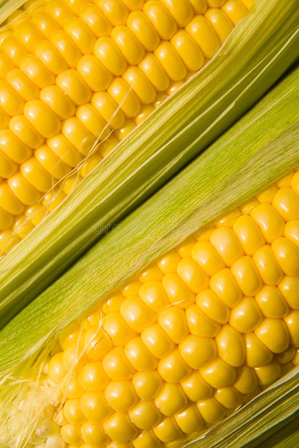 The Seeds Fruit of the Corn Closeup. Stock Image - Image of yellow ...