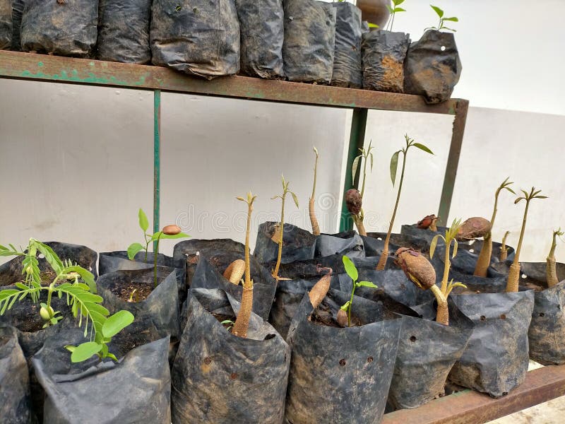 Seeds of Fruit Plants that are Growing Stock Photo - Image of seeds ...