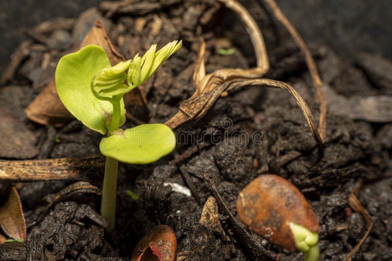 Seeds Germinating and Trees Growing Stock Image - Image of germinating ...
