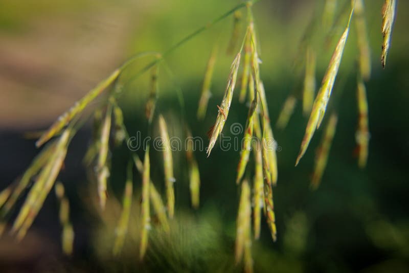 The Seeds of the Green Grass Hang on the Stem Stock Photo - Image of ...