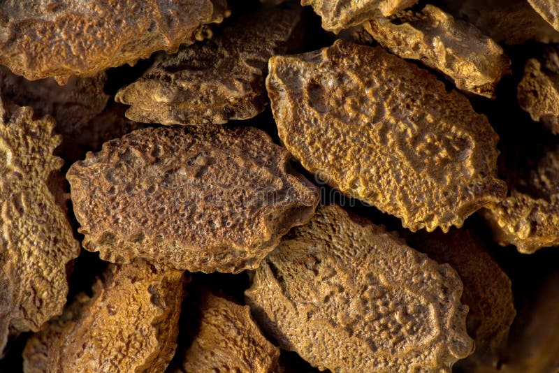 223 Karela Seeds Stock Photos - Free & Royalty-Free Stock Photos from ...