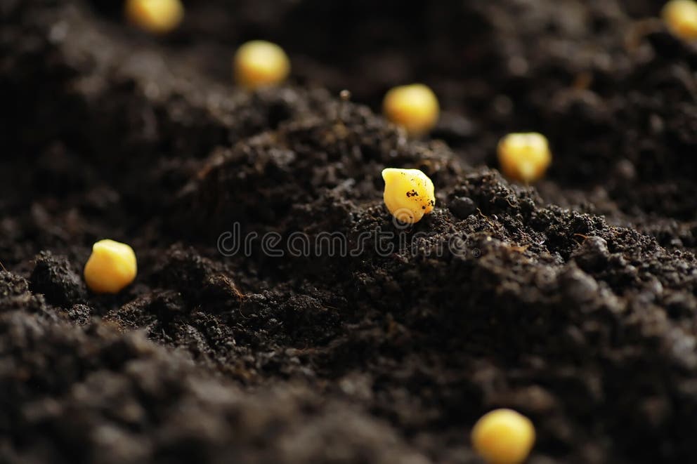 Seeds in the Ground. Seed Preparation for Planting in the Spring Stock ...