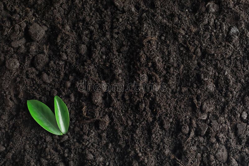 Seeds in the Ground. Seed Preparation for Planting in the Spring Stock ...